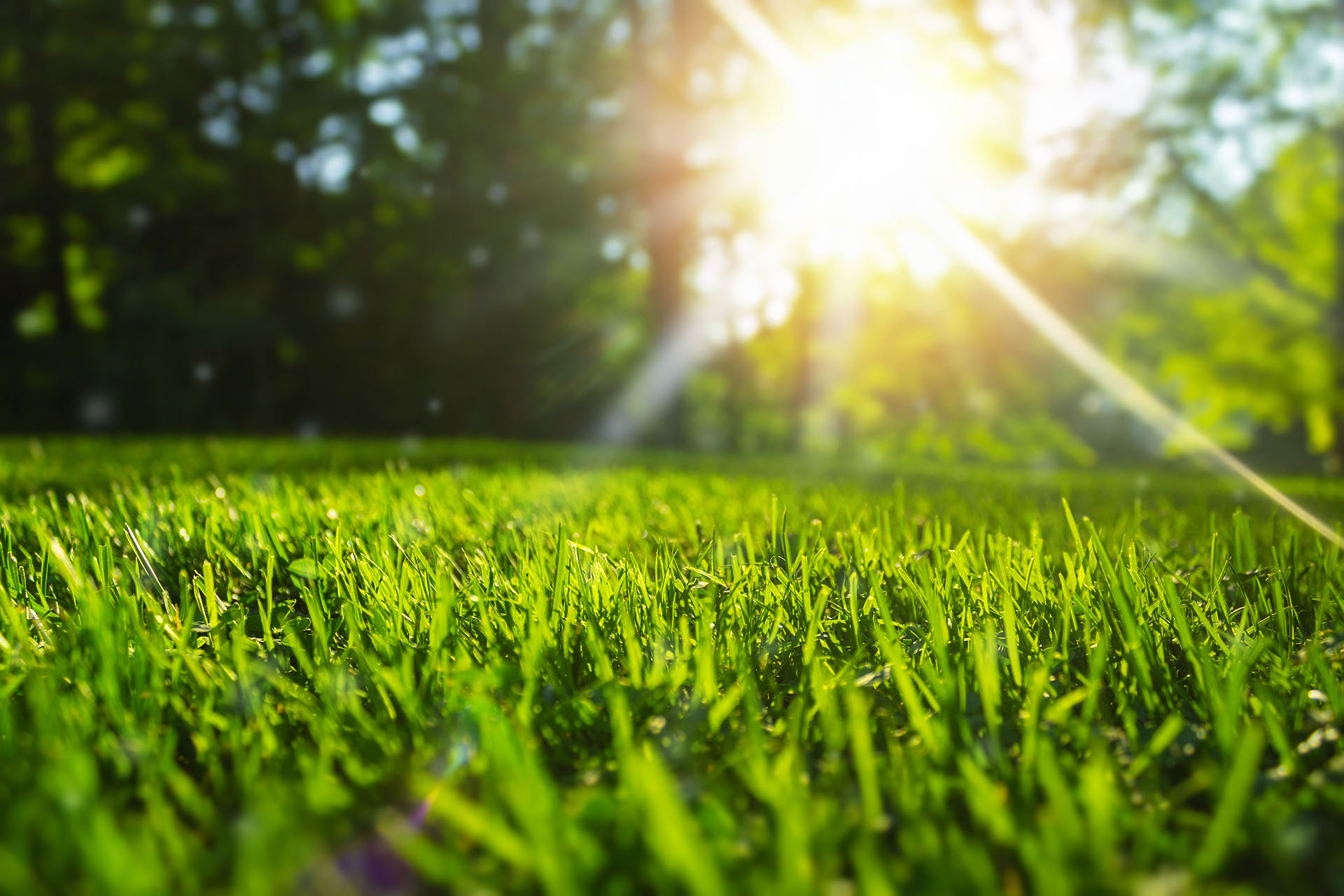 News - Get the latest ScienTurfic Sod news for a better lawn ...