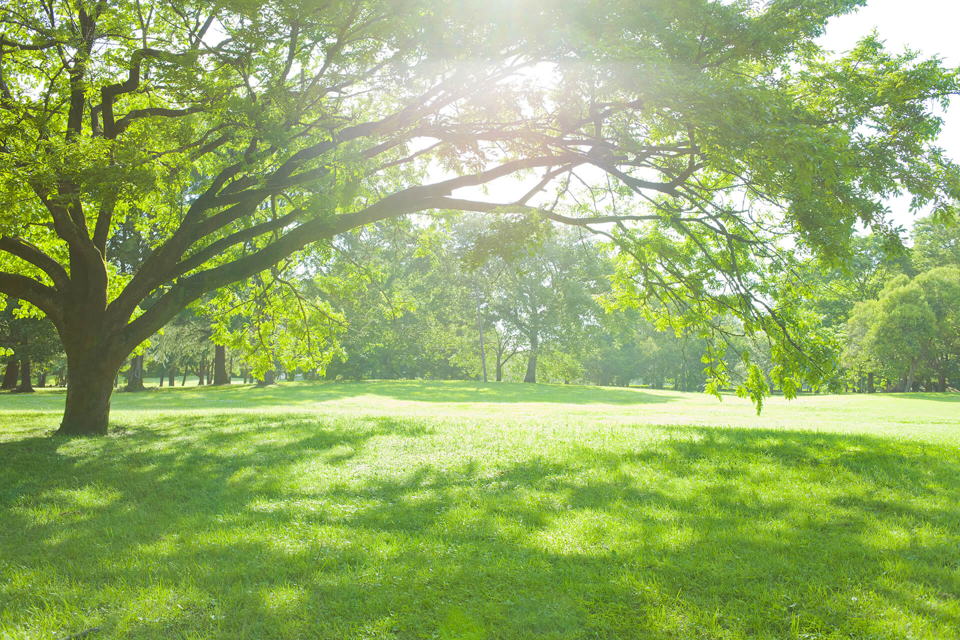 Our Lawns Help to Cool the Environment - Environment - Sod Resources ...