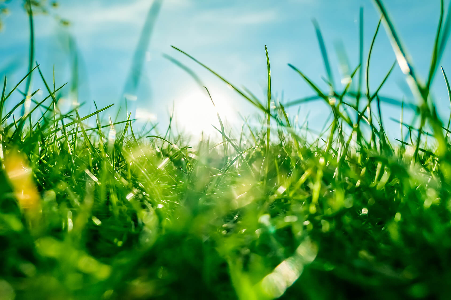 ScienTurfic Sod Protects the Environment - ScienTurfic Sod - Sod ...