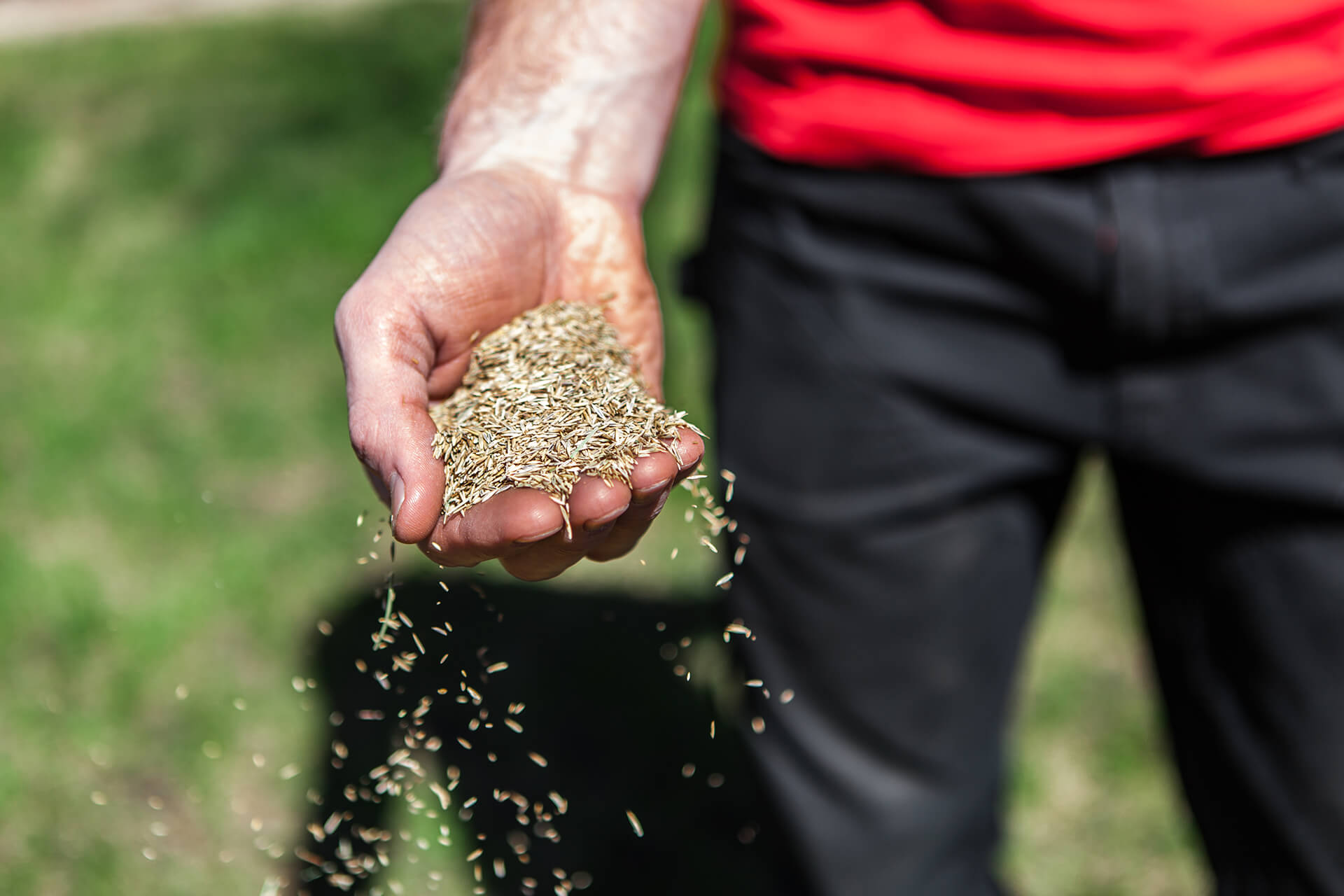 Seed or Sod When Establishing a New Lawn? - Sod Installation - Sod ...