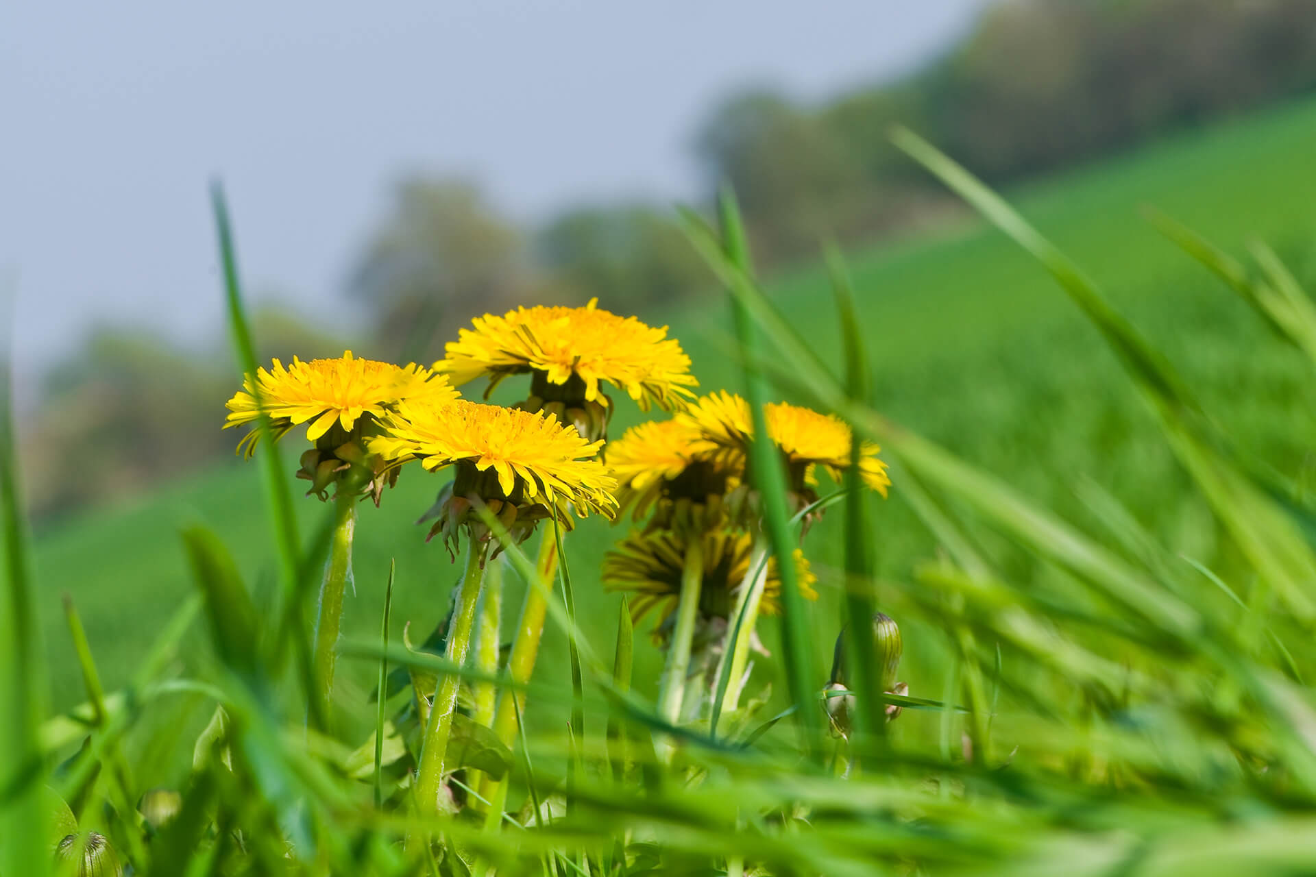 Treating Weeds in Your Lawn - Weeds - Sod Resources | ScienTurfic Sod Treating Weeds in Your Lawn - Weeds - Sod Resources | ScienTurfic Sod