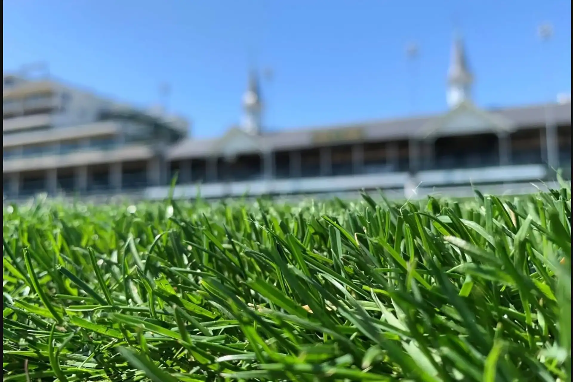 Tahoma 31 Bermuda Grass - Low Water, Low Maintenance Lawn | ScienTurfic Sod